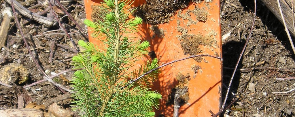 planted-seedling – Association for Sustainable Forestry – Forestry Nova ...